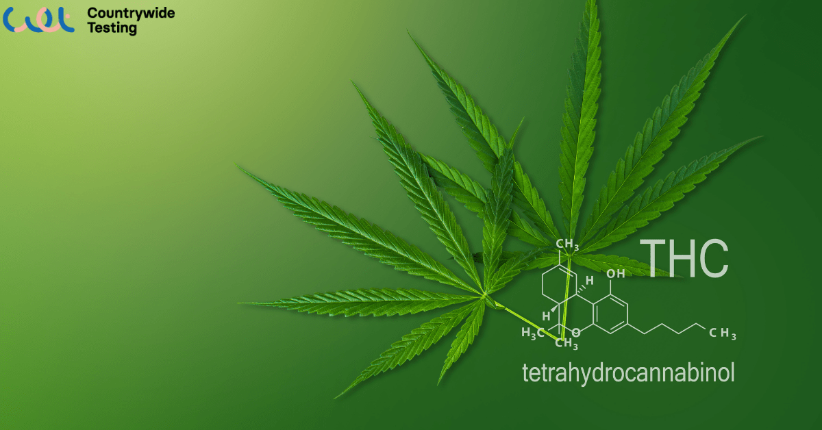 THC e lula nako e kae ka har'a moroto?